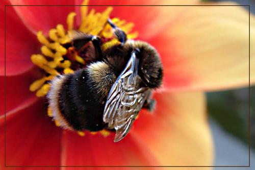 Blink Activity | BlinkLearning