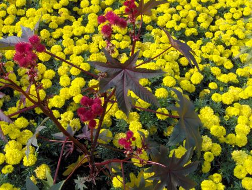 Blink Activity | BlinkLearning