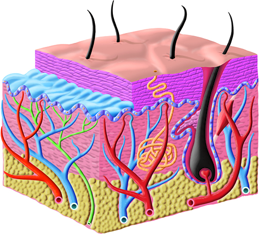 Blink Activity | BlinkLearning