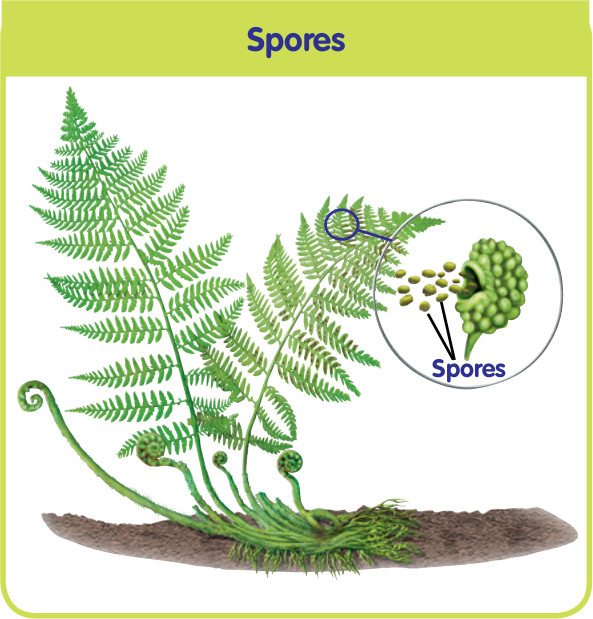 Spore Formation In Fern