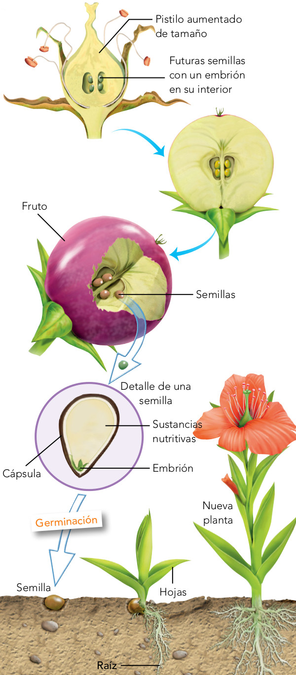 Planta De Concepto Semiabierto