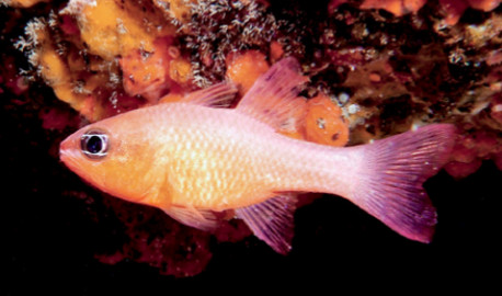 Blink Activity | BlinkLearning