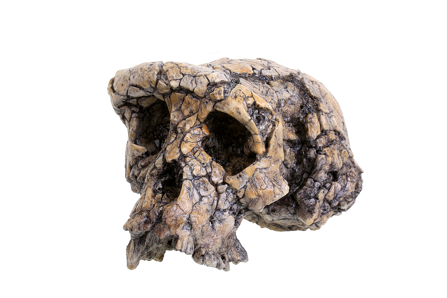 Orrorin Tugenensis Skull