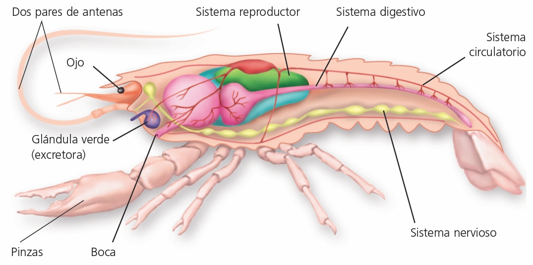 Blink Activity | BlinkLearning