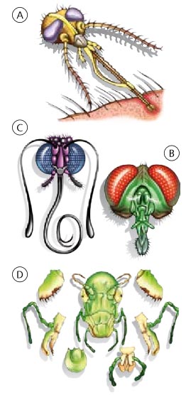 Blink Activity | BlinkLearning