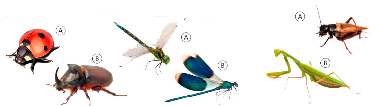 Blink Activity | BlinkLearning