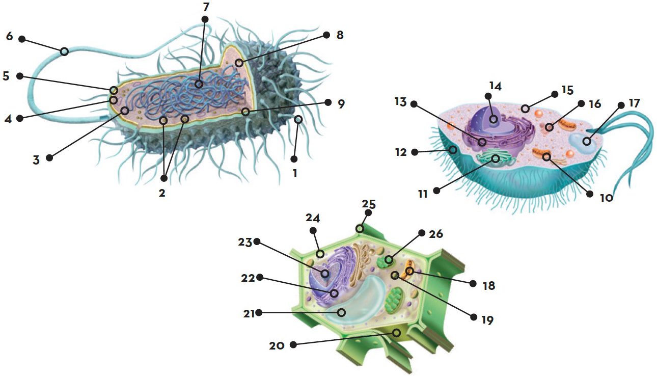 Blink Activity | BlinkLearning