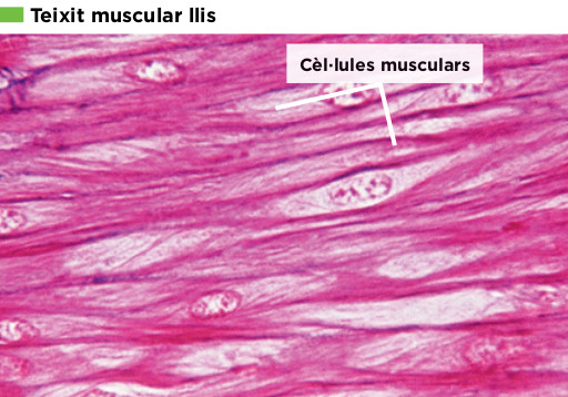 Blink Activity | BlinkLearning