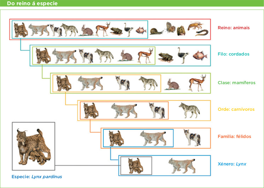 Blink Activity | BlinkLearning