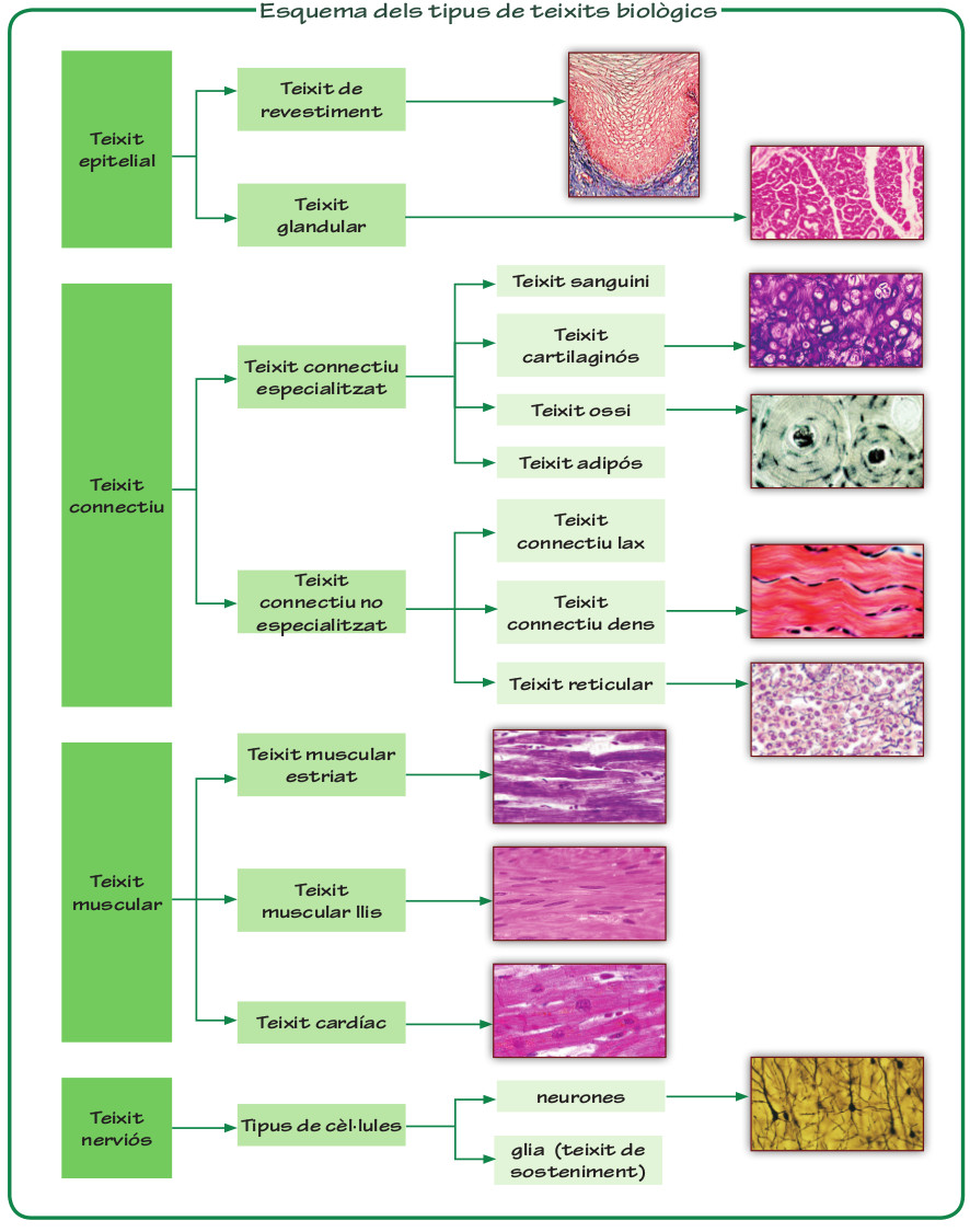 Blink Activity | BlinkLearning
