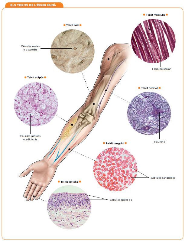 Blink Activity | BlinkLearning