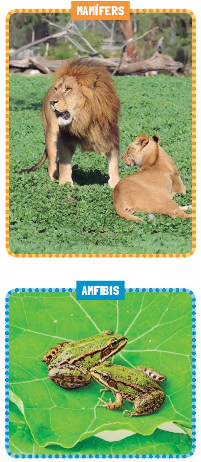 Blink Activity | BlinkLearning