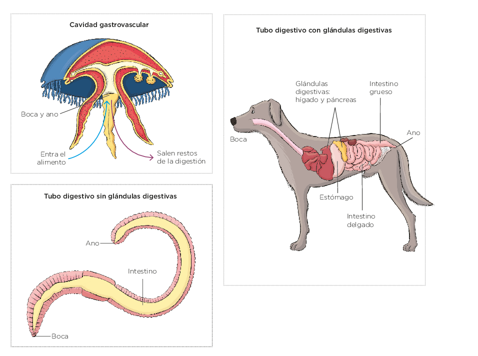 Son Diferentes Los Sistemas Digestivos De Perros Y Gatos