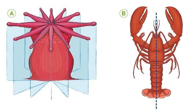 Blink Activity | BlinkLearning
