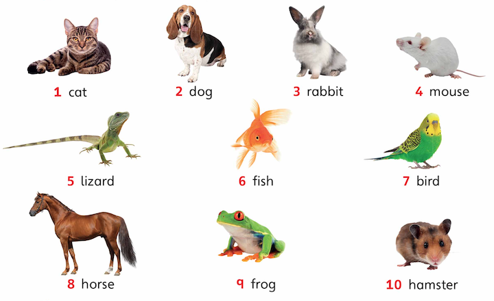 Blink Activity | BlinkLearning