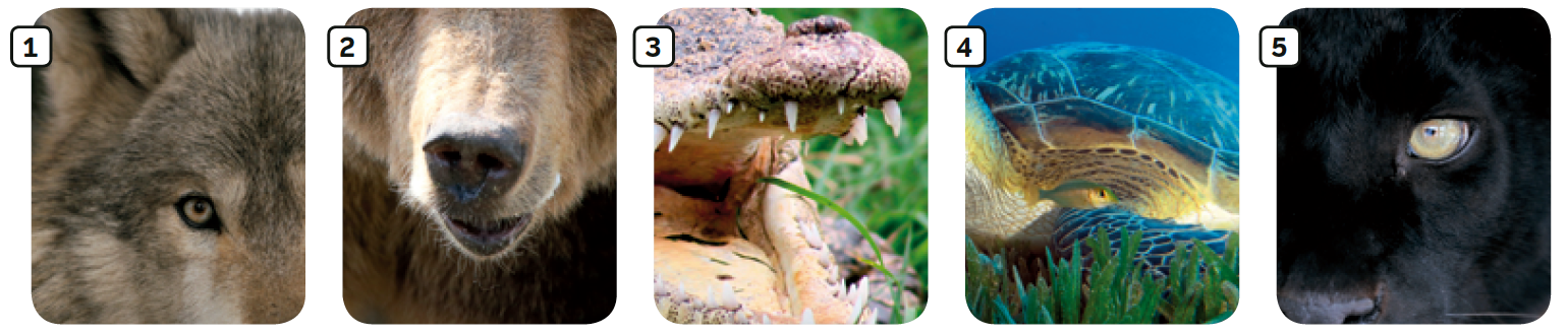 Blink Activity | BlinkLearning