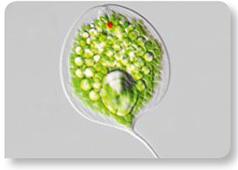 Blink Activity | BlinkLearning