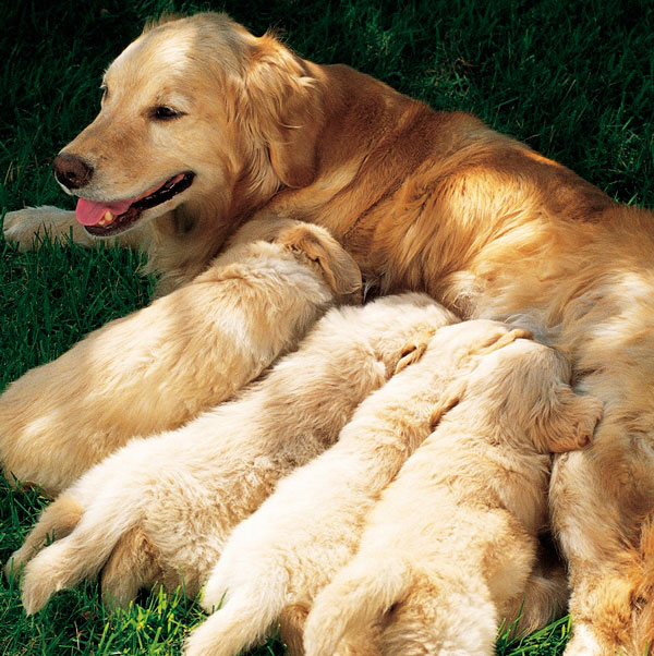 Blink Activity | BlinkLearning