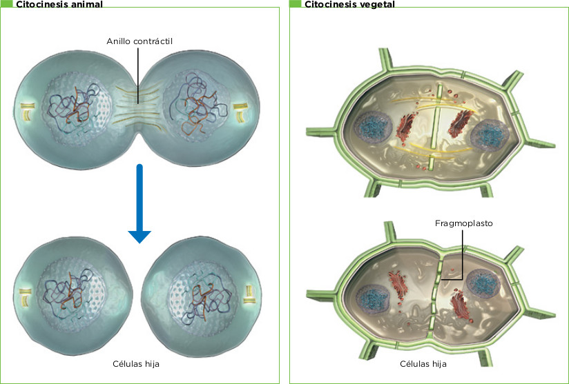 Blink Activity | BlinkLearning