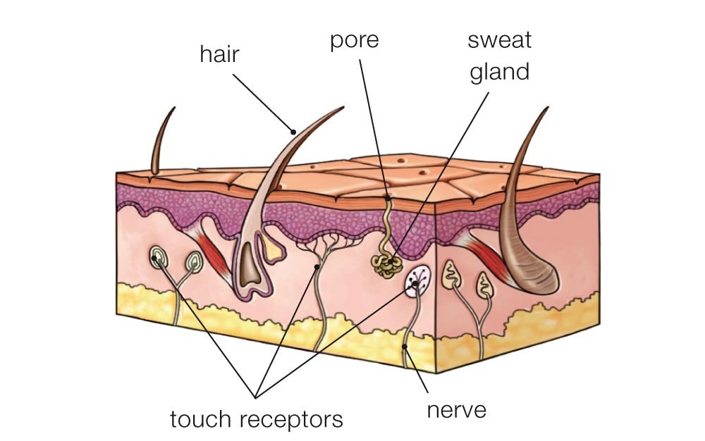 Blink Activity | BlinkLearning