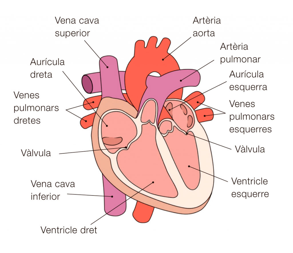 Blink Activity | BlinkLearning