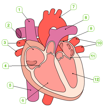 Blink Activity | BlinkLearning