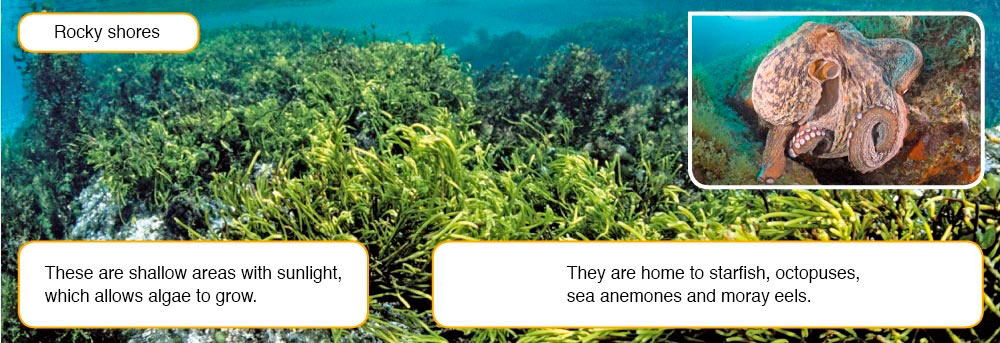 Blink Activity | BlinkLearning