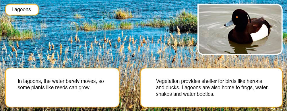 Blink Activity | BlinkLearning