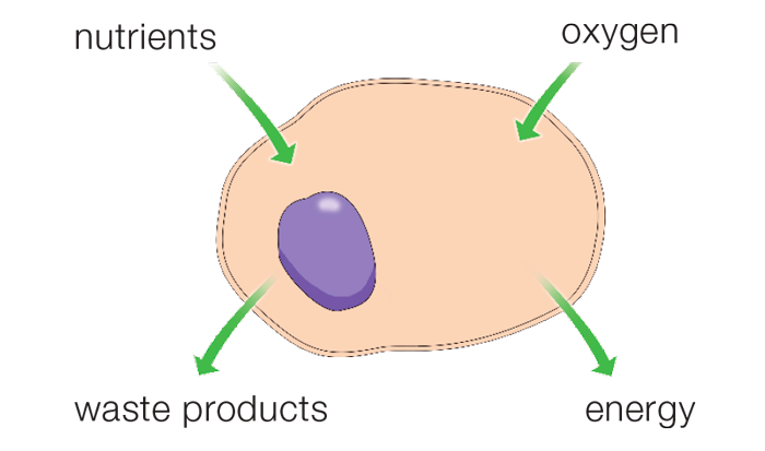 Blink Activity | BlinkLearning