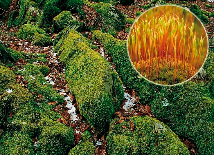 Blink Activity | BlinkLearning