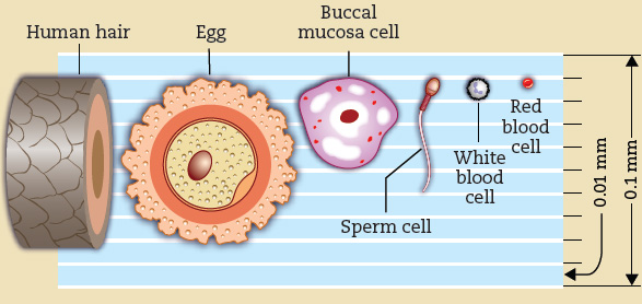 Blink Activity | BlinkLearning