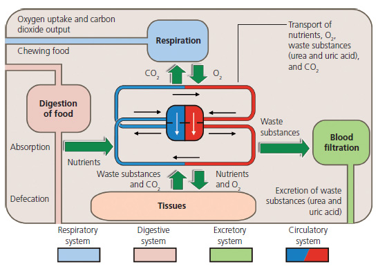 Blink Activity | BlinkLearning