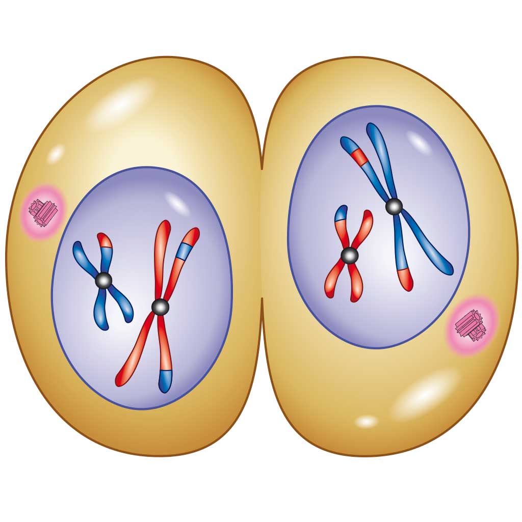 Blink Activity | BlinkLearning