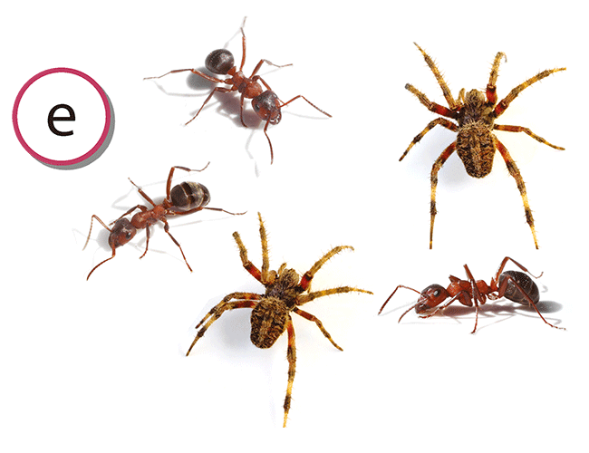 Blink Activity | BlinkLearning