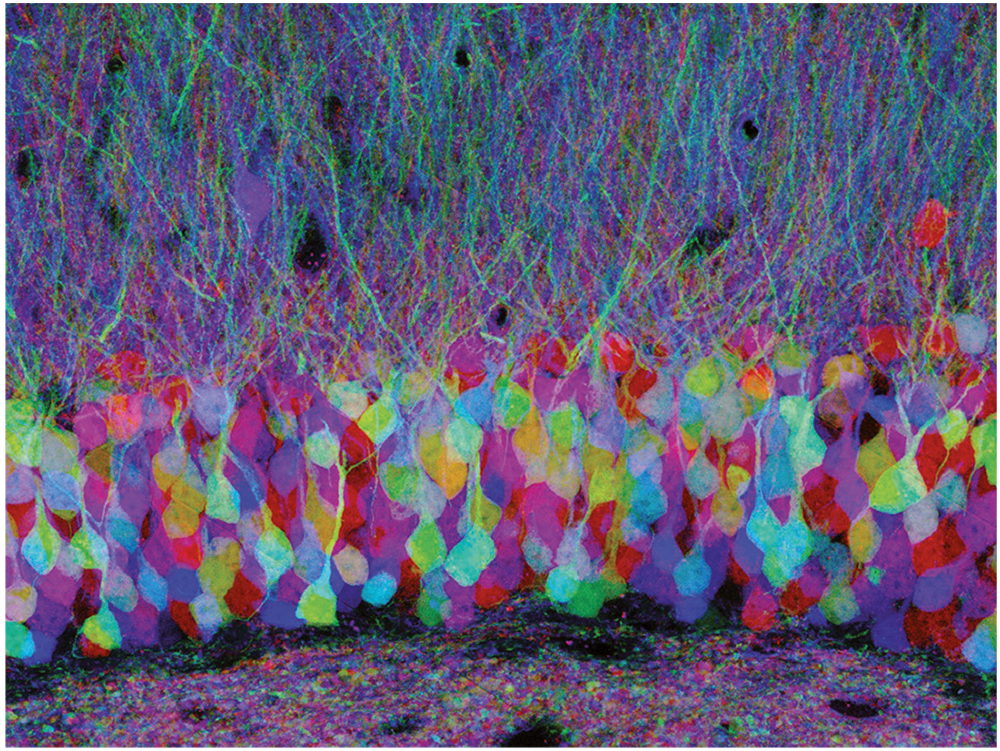 Blink Activity | BlinkLearning