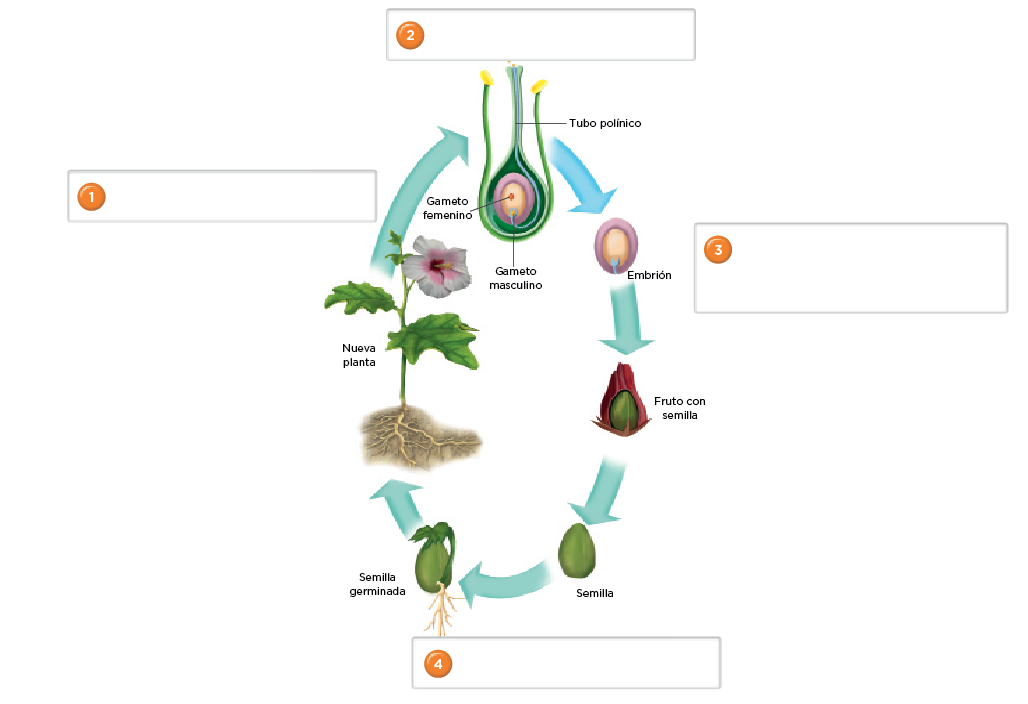 Diagrama Del Fruto De Una Planta El Fruto